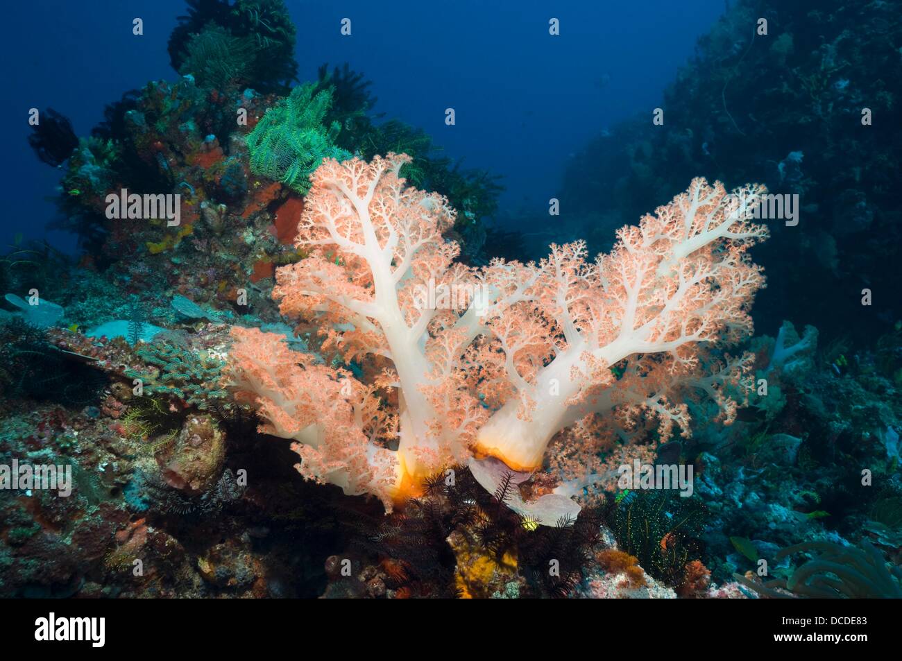 Scleronephthya sp hi-res stock photography and images - Alamy