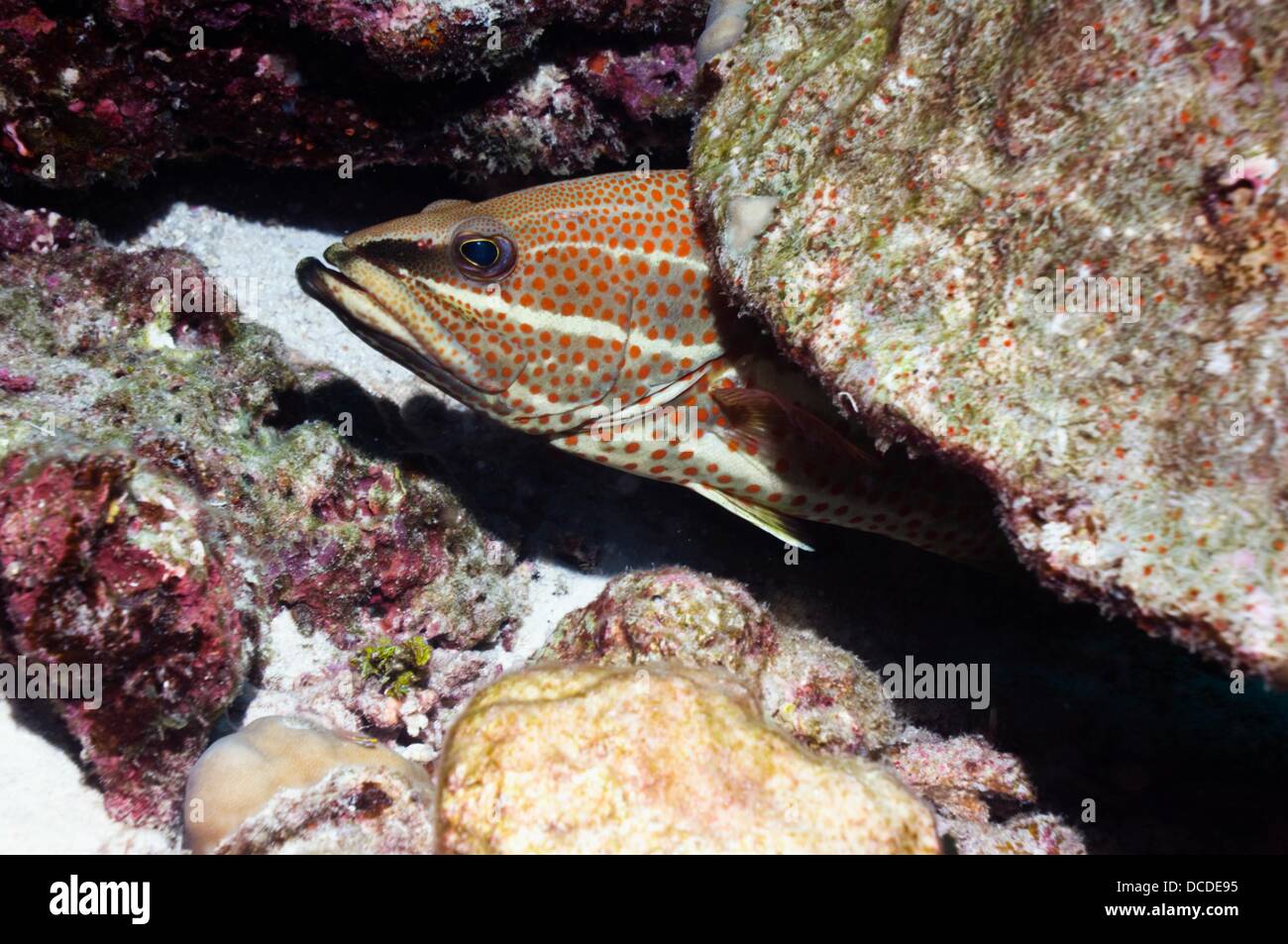 Slender grouper Anyperodon leucogrammicus Andaman Sea, Thailand Stock ...