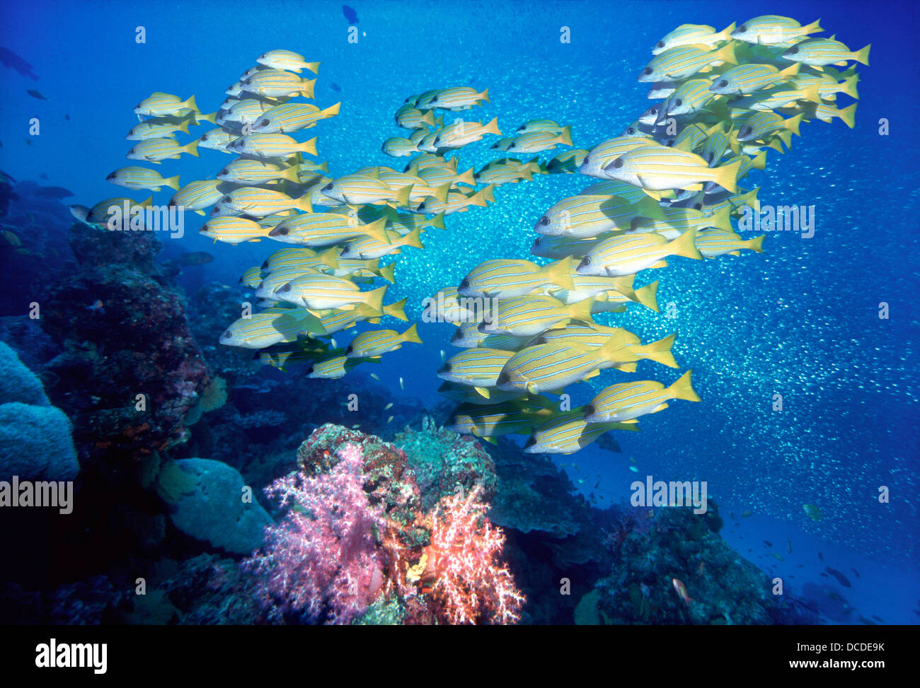 Blue-lined Snapper (Lutjanus kasmira). Thailand Stock Photo - Alamy