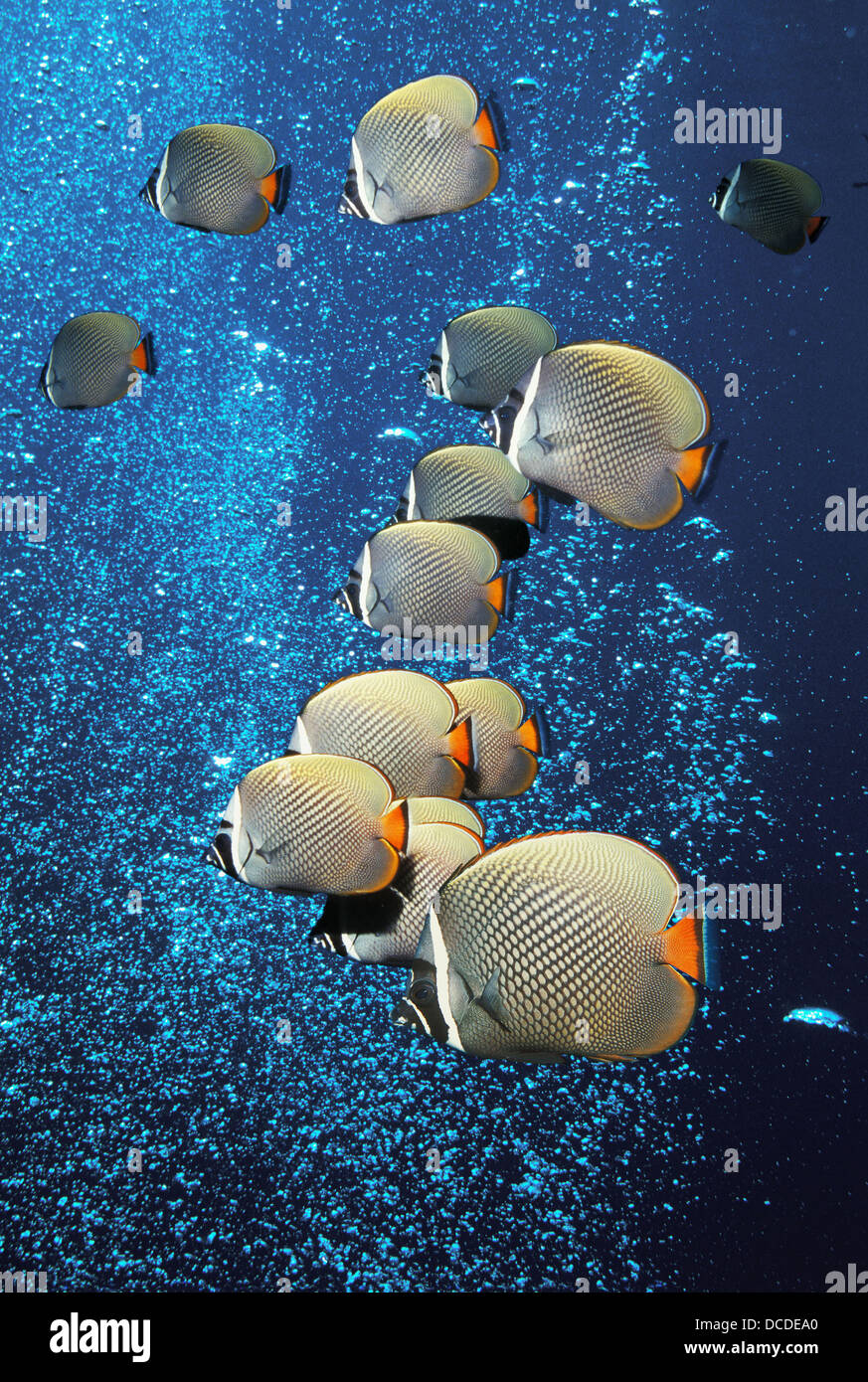 Butterflyfish, chaetodon collare hi-res stock photography and images ...