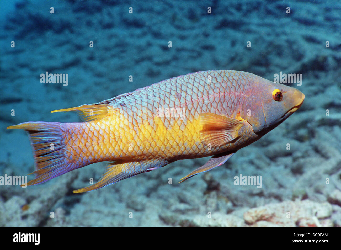Spanish Hogfish Caribbean Stock Photos & Spanish Hogfish Caribbean ...