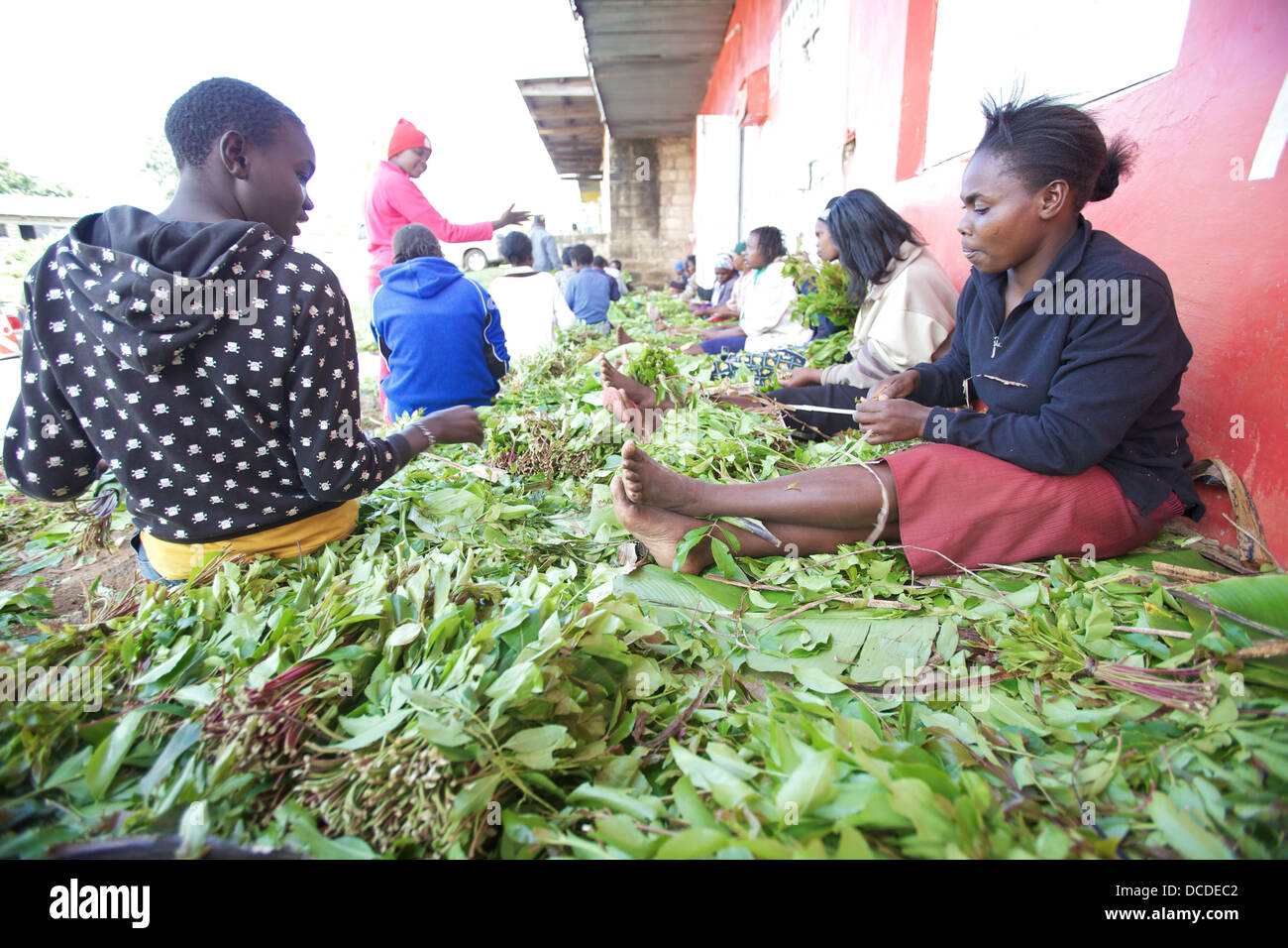 Women sorting freshly harvested Khat, Maua, Meru region, Kenya Stock ...