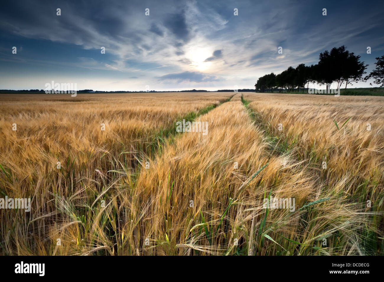 Sunshine wheat hi-res stock photography and images - Alamy