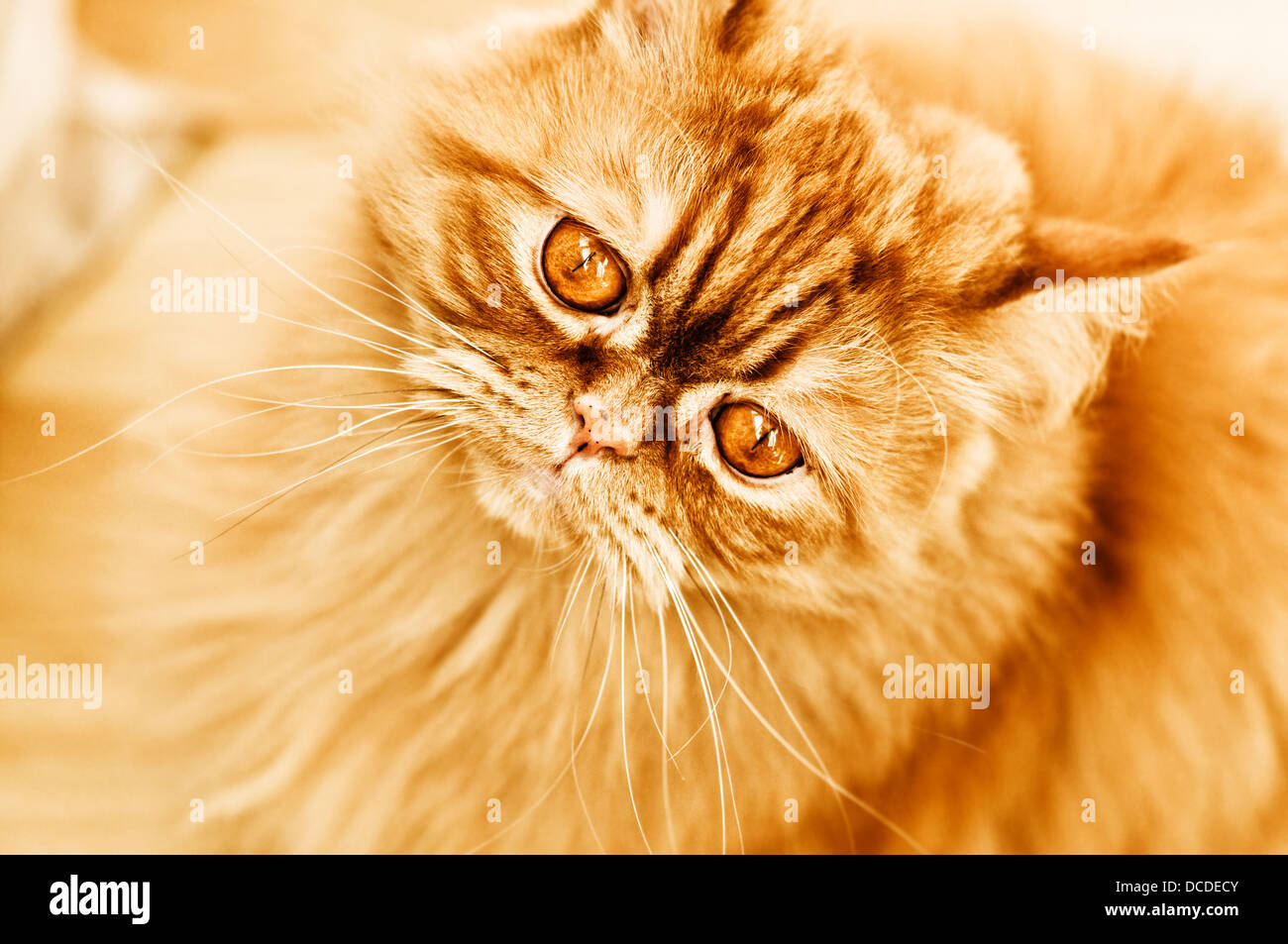 Red cat breed Selkirk rex Stock Photo - Alamy