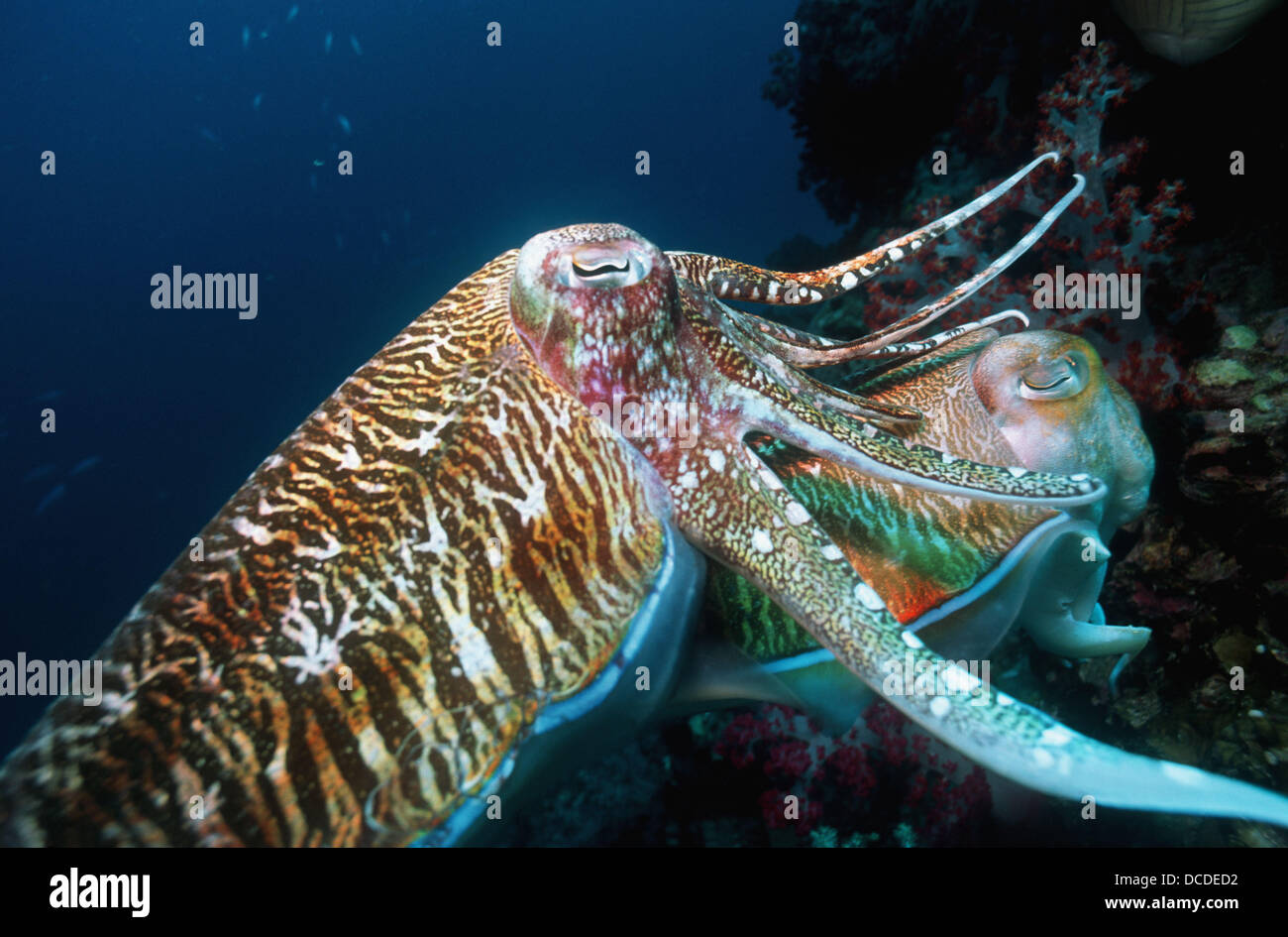 Pharaoh cuttlefish hi-res stock photography and images - Alamy