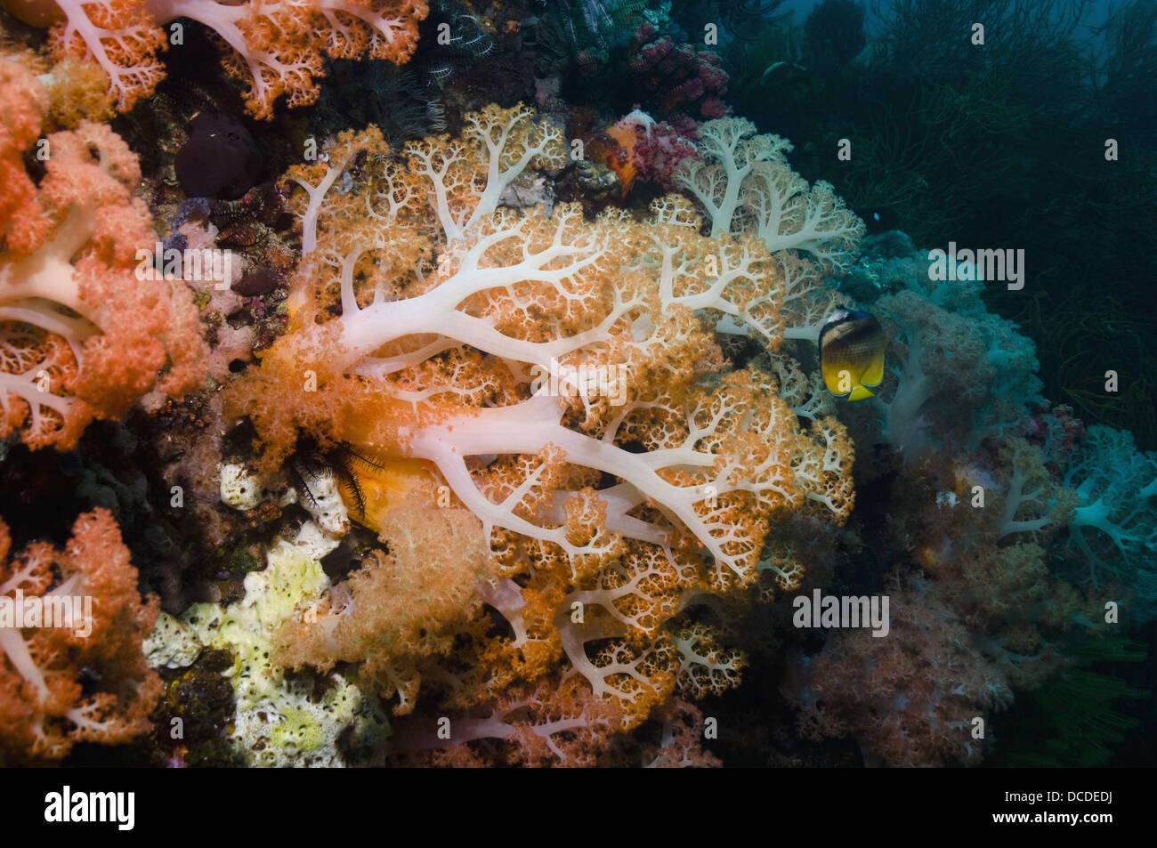 Scleronephthya sp hi-res stock photography and images - Alamy