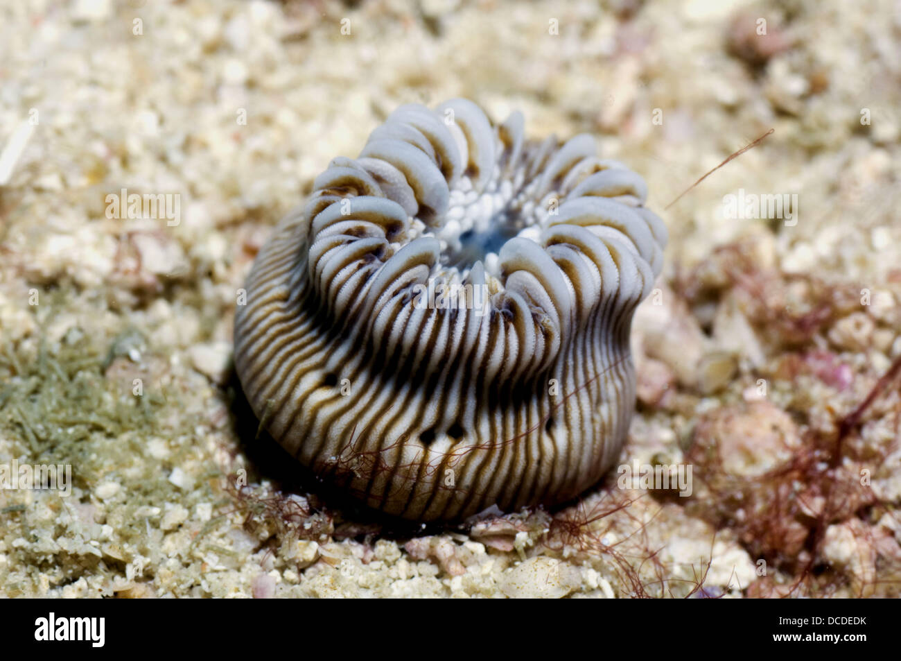 Heterocyathus aequicostatus hi-res stock photography and images - Alamy