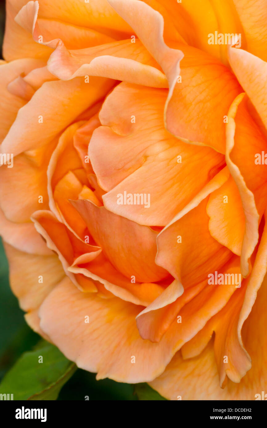 Orange Garden Rose Close-up Stock Photo - Alamy