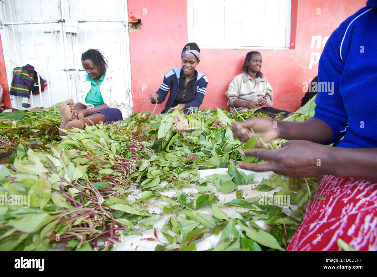 Women sorting freshly harvested Khat, Maua, Meru region, Kenya Stock ...