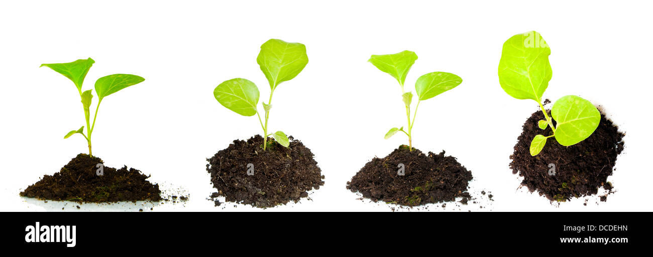 Growing green plant isolated on white background Stock Photo - Alamy