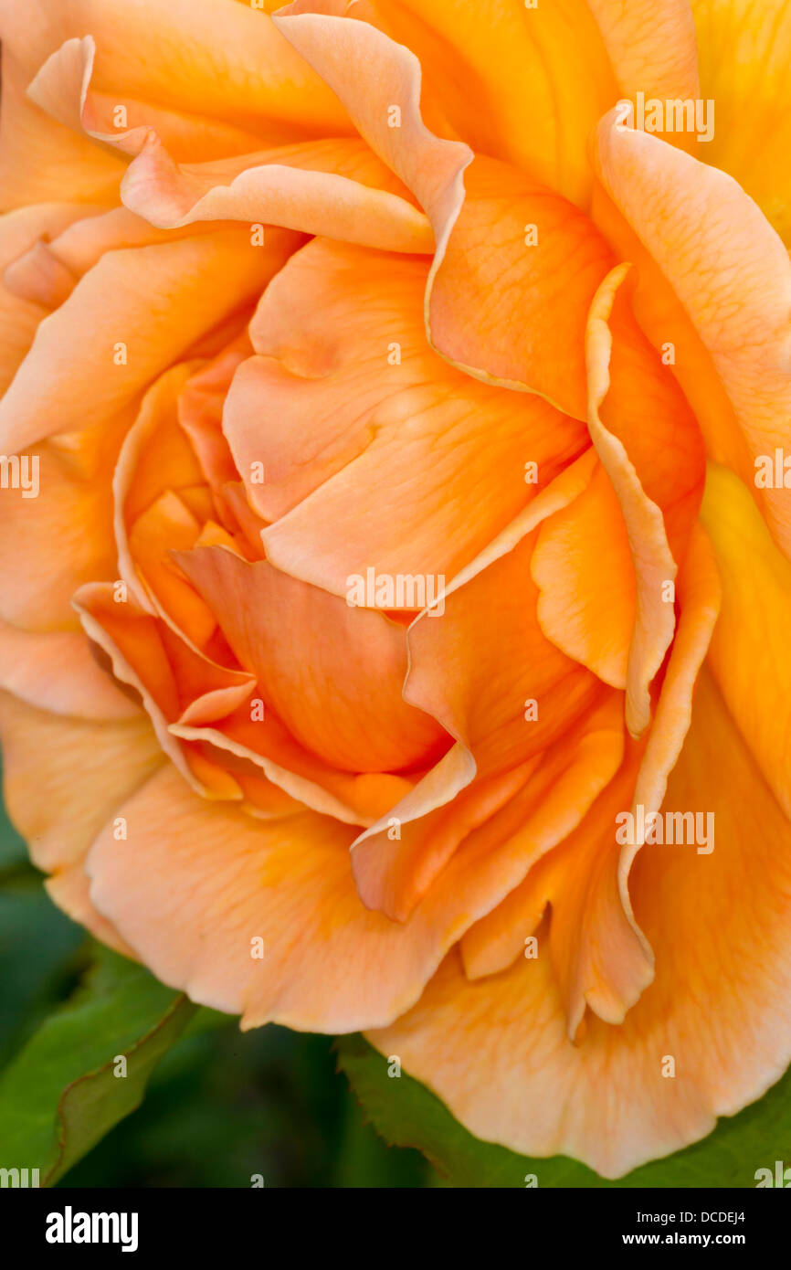 Orange Garden Rose Close-up Stock Photo - Alamy
