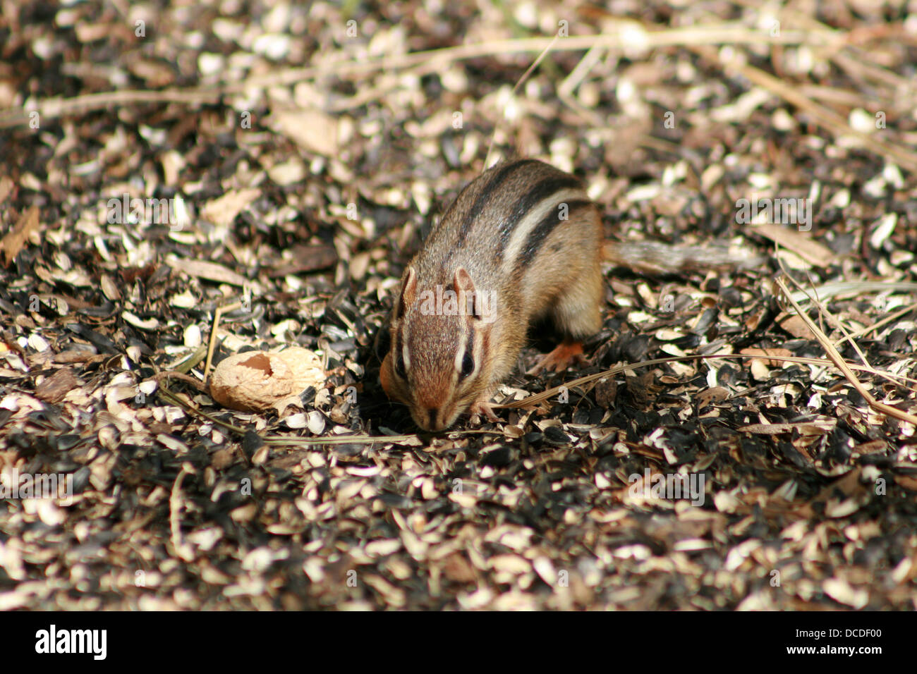 Black chipmunk hi-res stock photography and images - Alamy