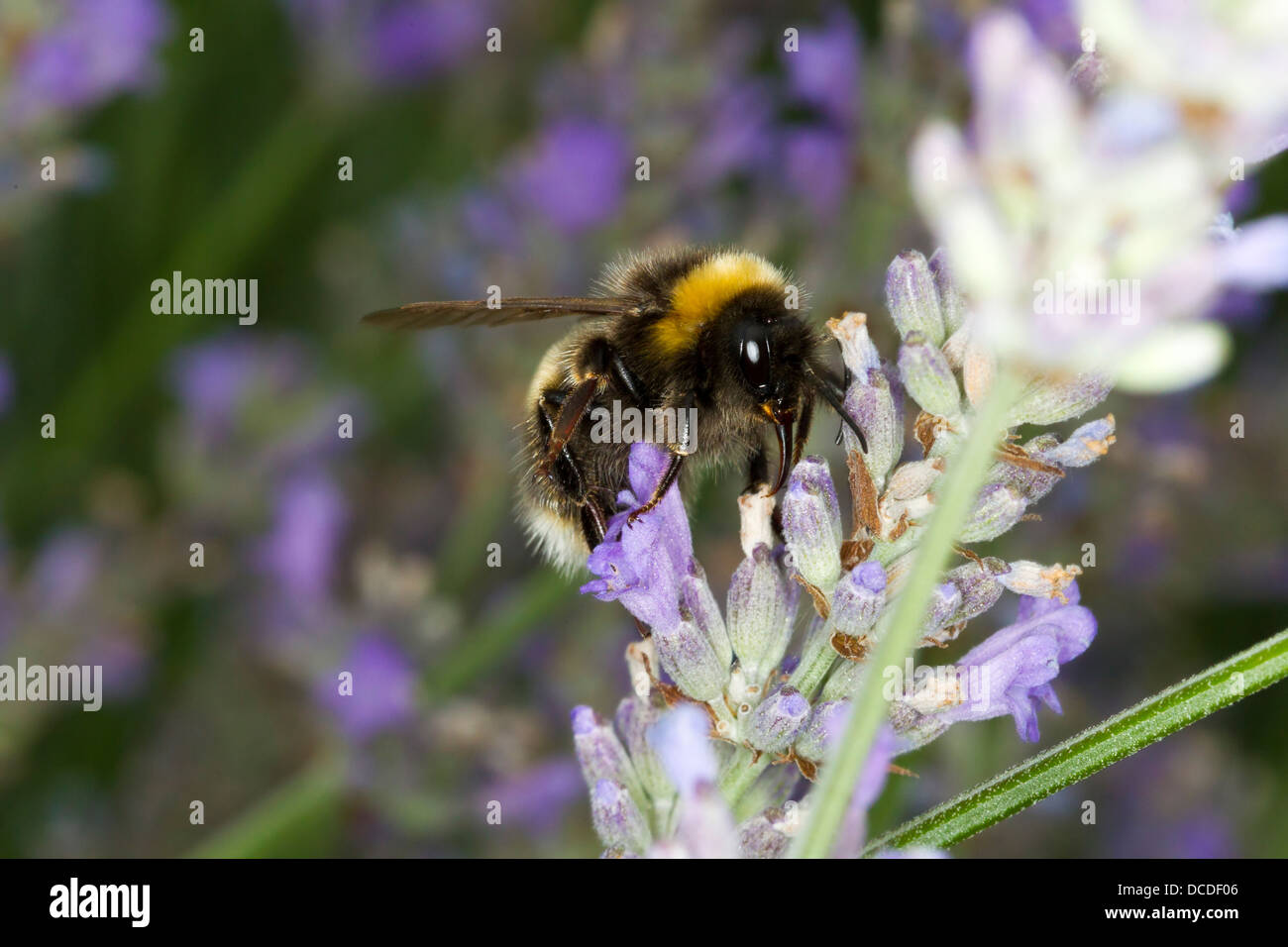 Bumble bee bomus hortorum hi-res stock photography and images - Alamy
