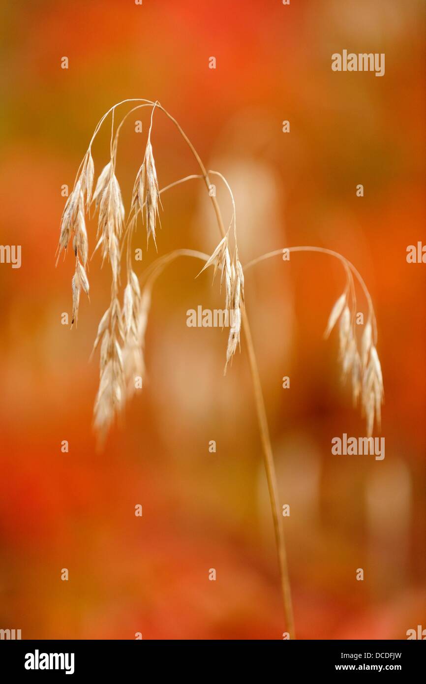 Grass Canada blue joint and autumn raspberry Stock Photo - Alamy