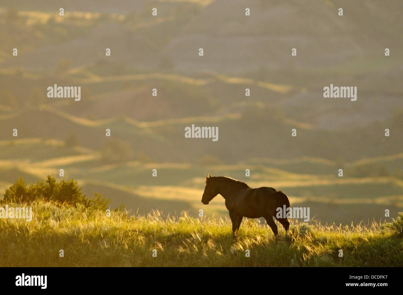 The evolution of horse hi-res stock photography and images - Alamy