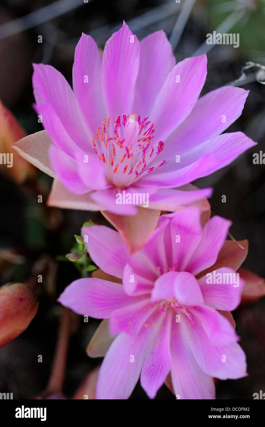 Bitterroot Lewisia rediviva Stock Photo - Alamy