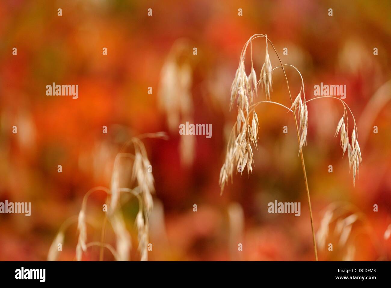 Grass Canada blue joint and autumn raspberry Stock Photo - Alamy