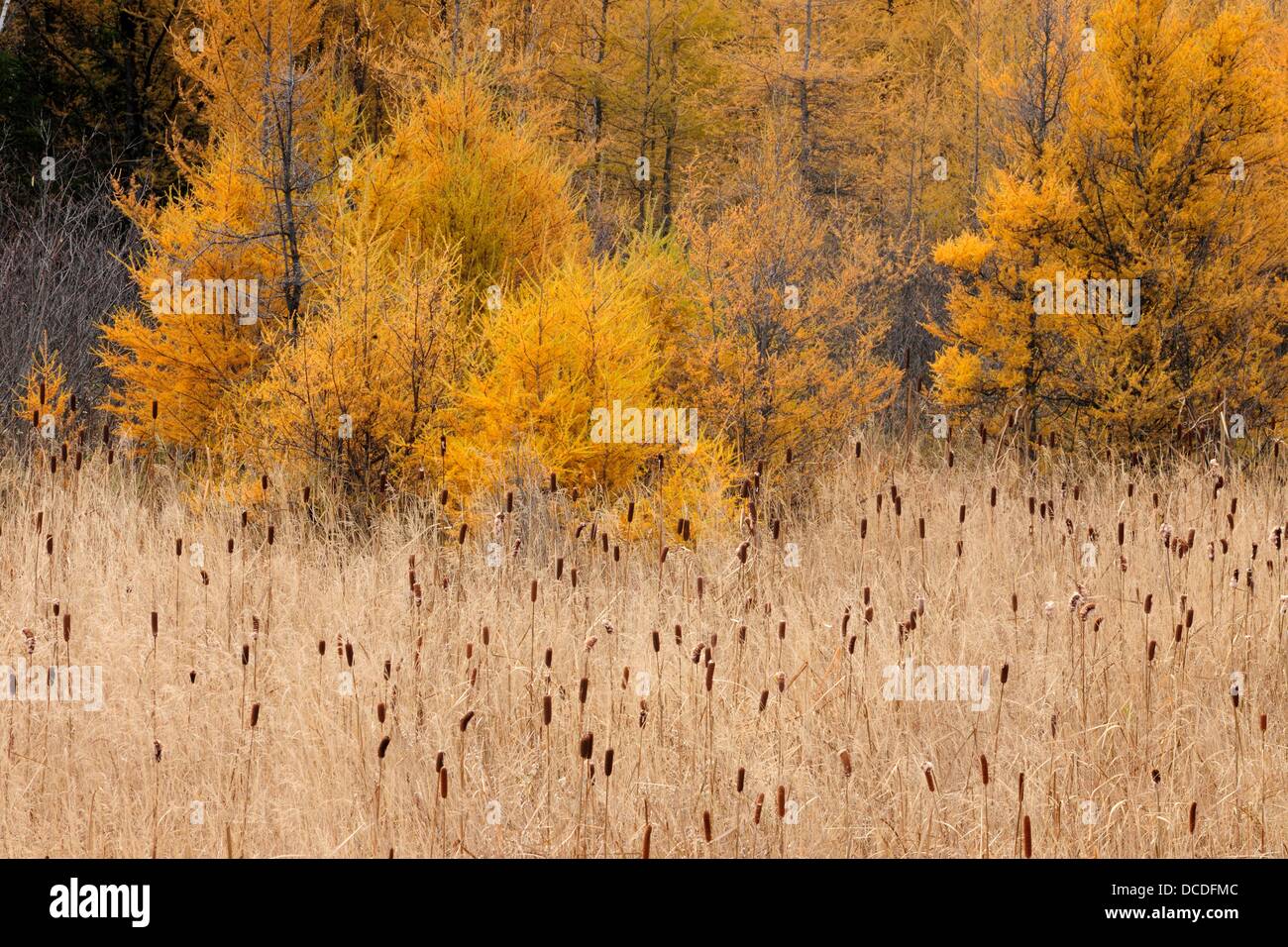 Larix laricina larches hi-res stock photography and images - Alamy