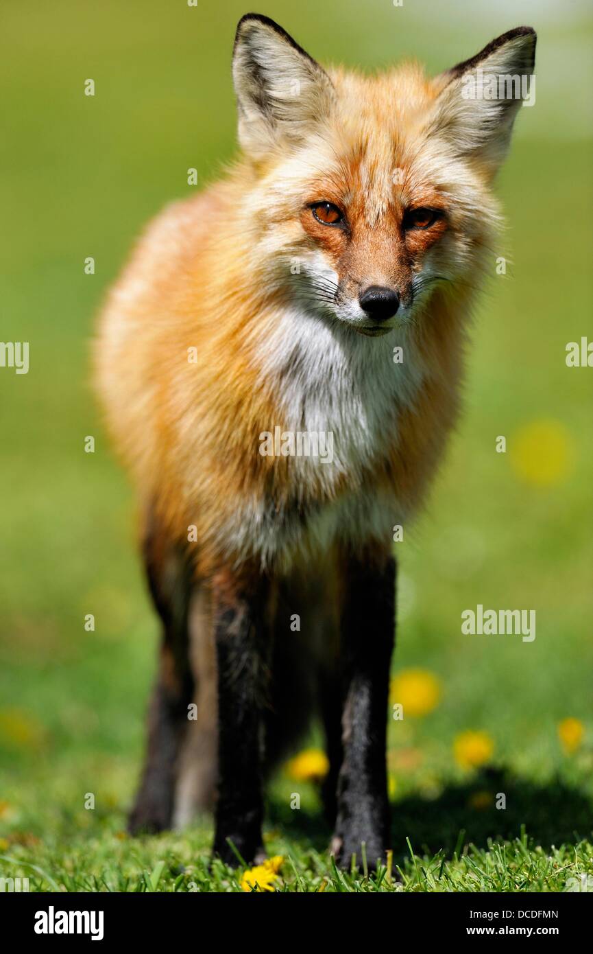 Red fox trotting hi-res stock photography and images - Alamy