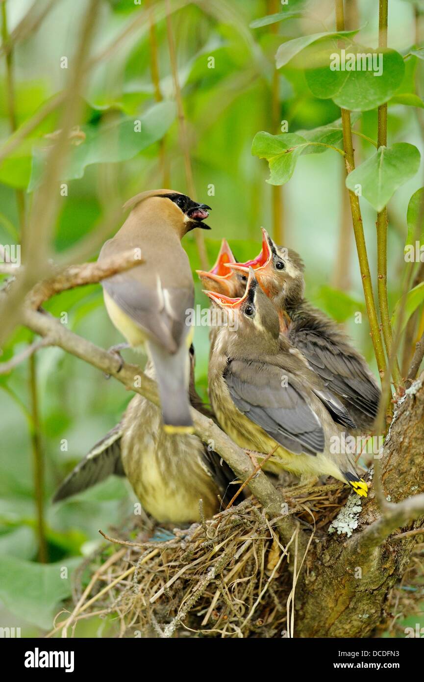 Cedar Waxwing Bombycilla cedrorum Adult feeding young Stock Photo - Alamy