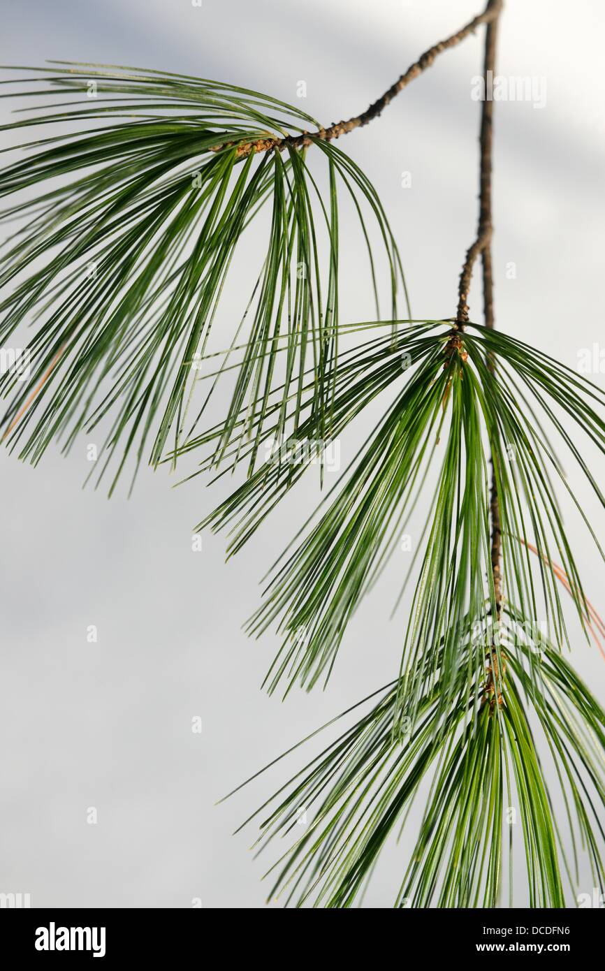 Eastern white pine pinus strobus hi-res stock photography and images ...
