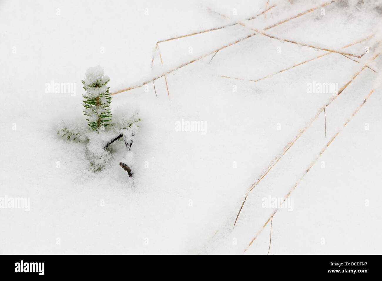 White spruce Picea glauca Seedling in snow Stock Photo - Alamy
