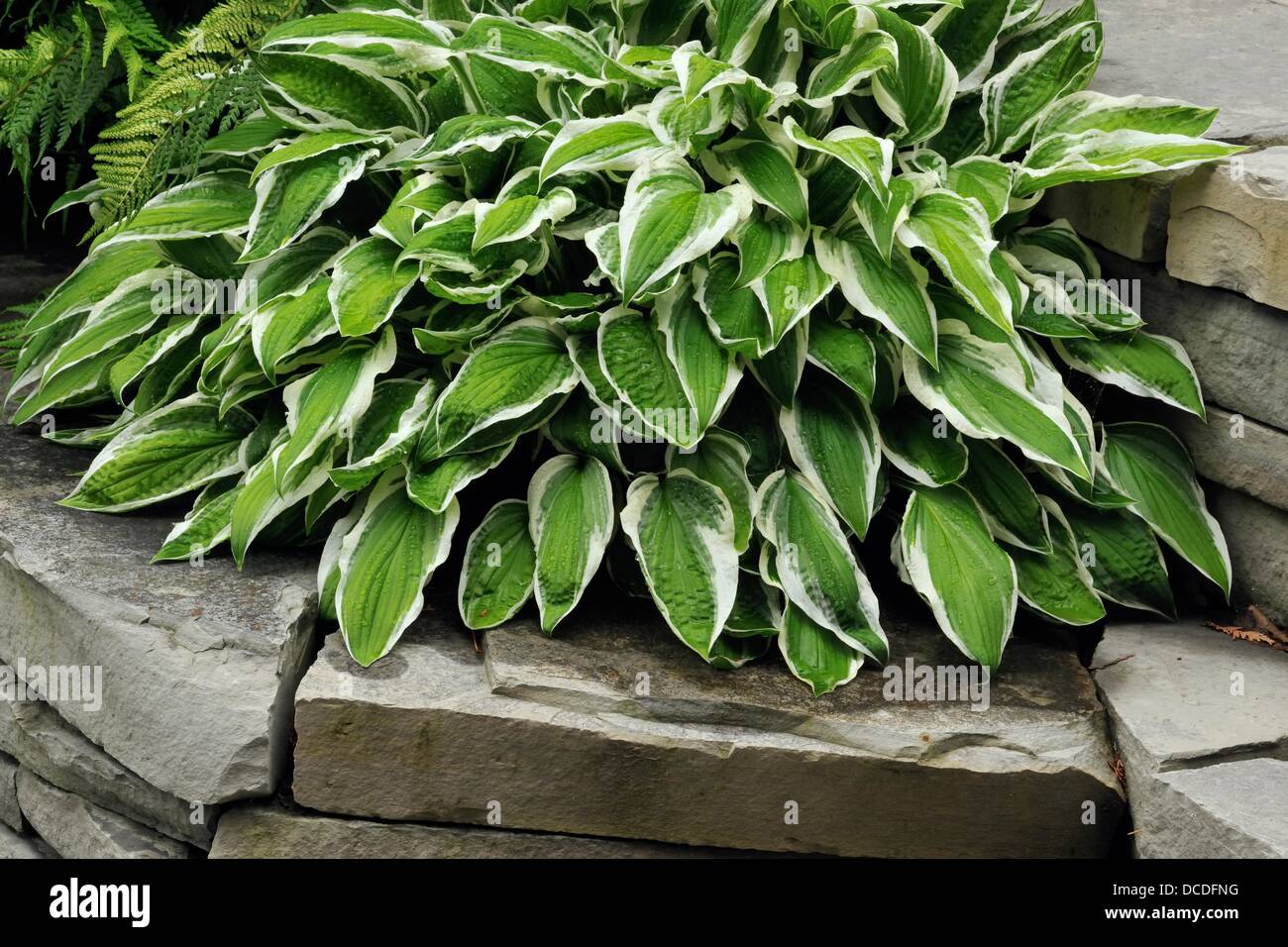 Variegated hosta leaves Stock Photo - Alamy