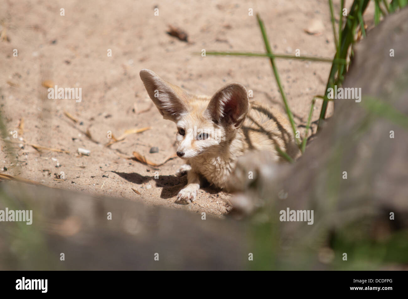 Fennek fennecus zerda hi-res stock photography and images - Alamy