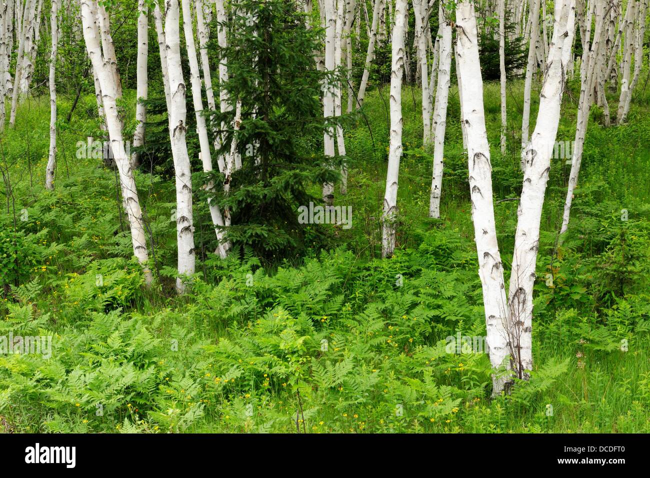 The birch grove hi-res stock photography and images - Alamy