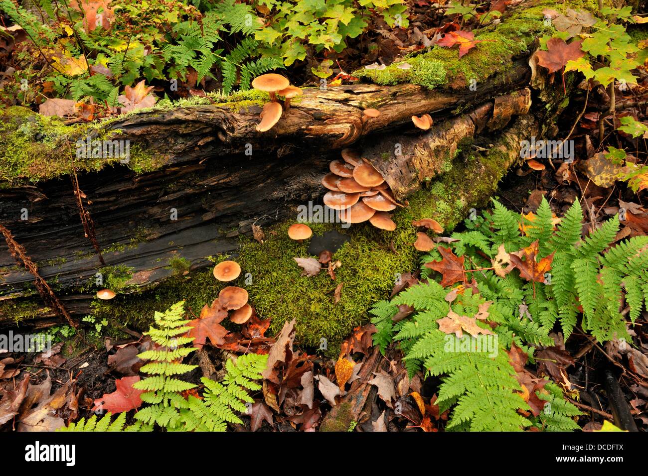 Rotting log ecosystem hi-res stock photography and images - Alamy