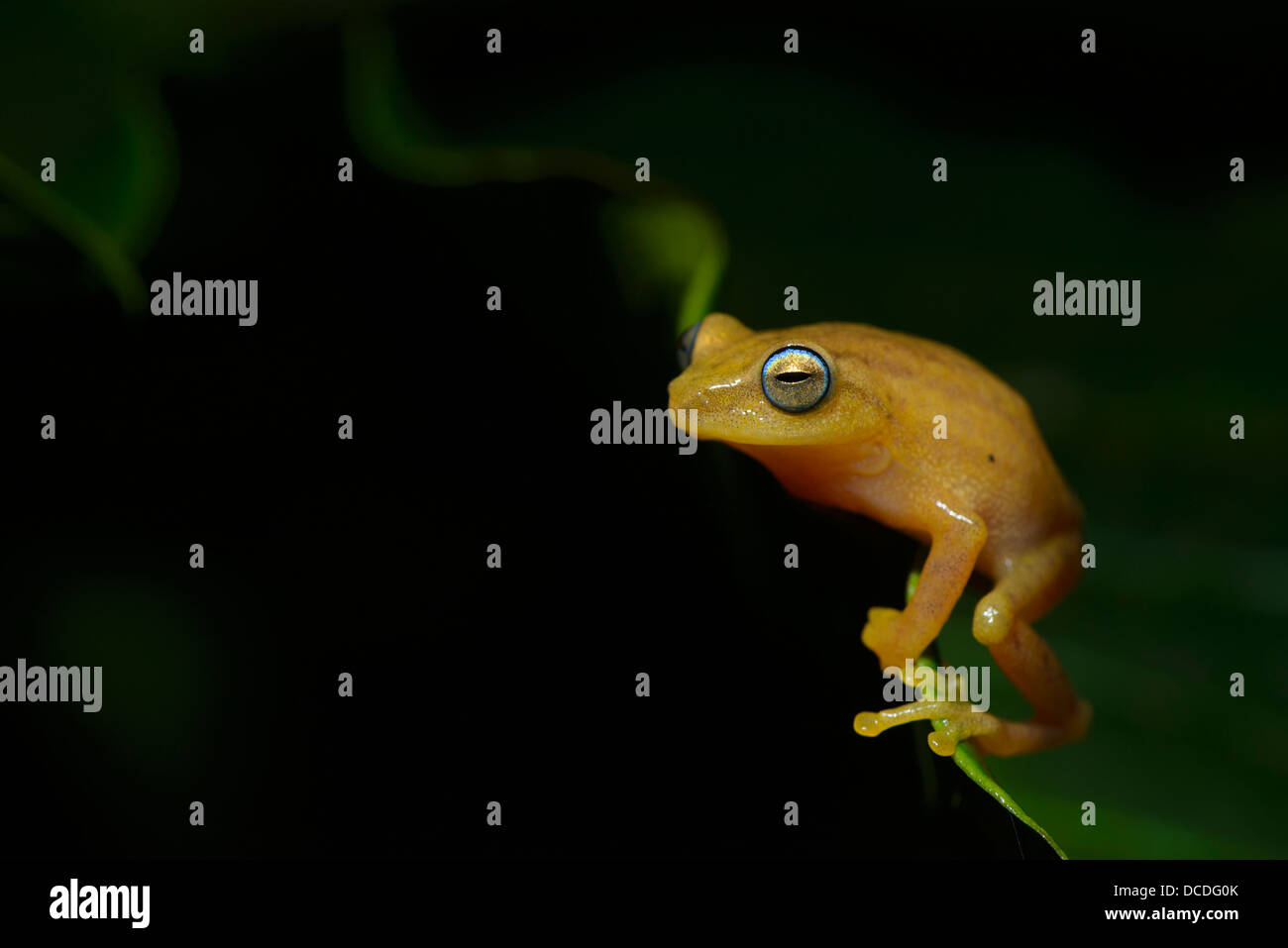 Blue frog india hi-res stock photography and images - Alamy