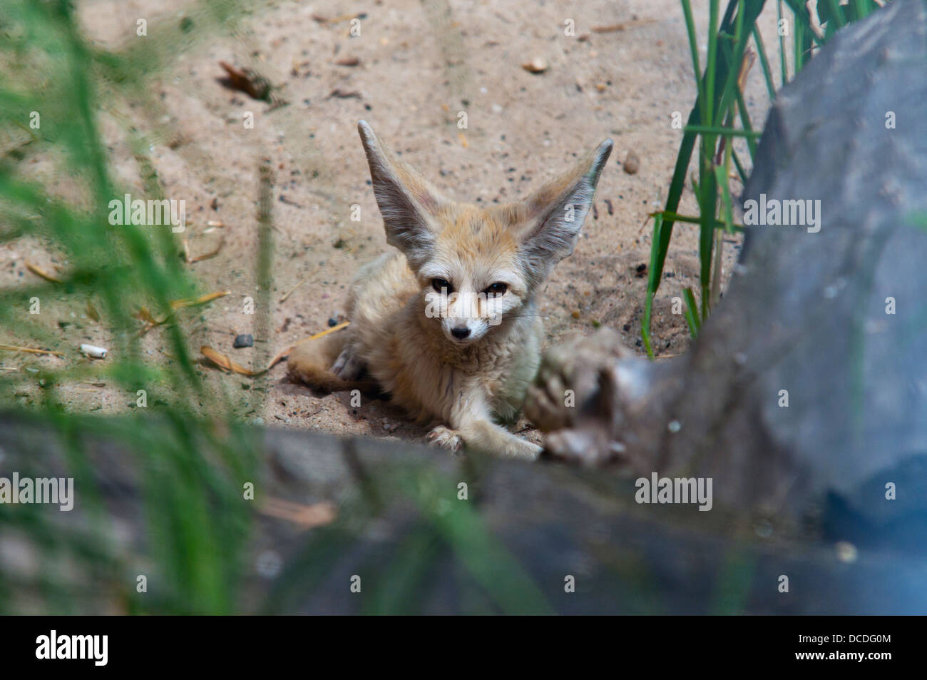 Fennek fennecus zerda hi-res stock photography and images - Alamy