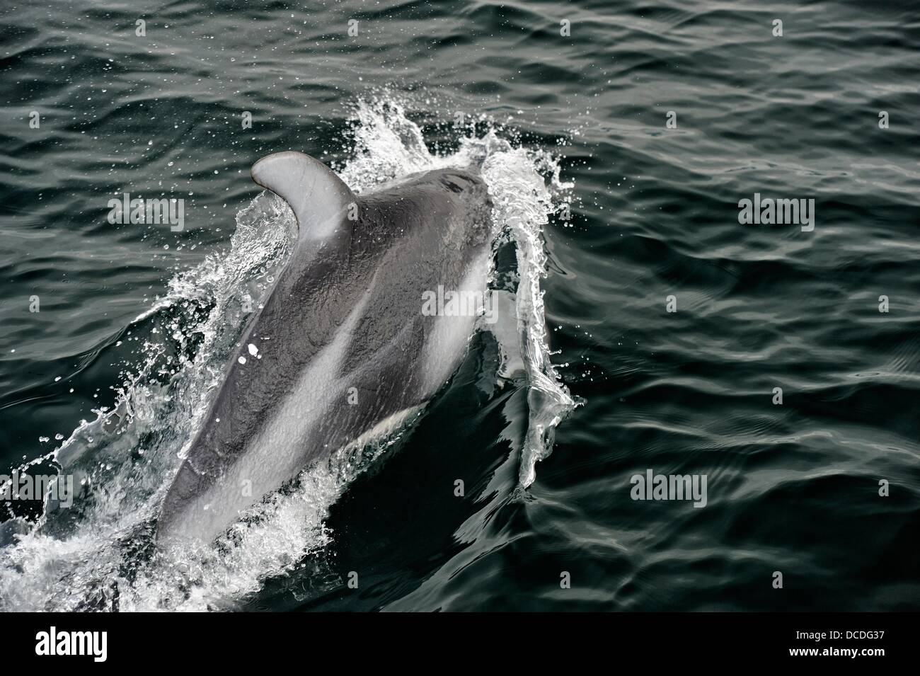 Pacific White-sided Dolphin Lagenorhynchus obliquidens in Blackfish ...