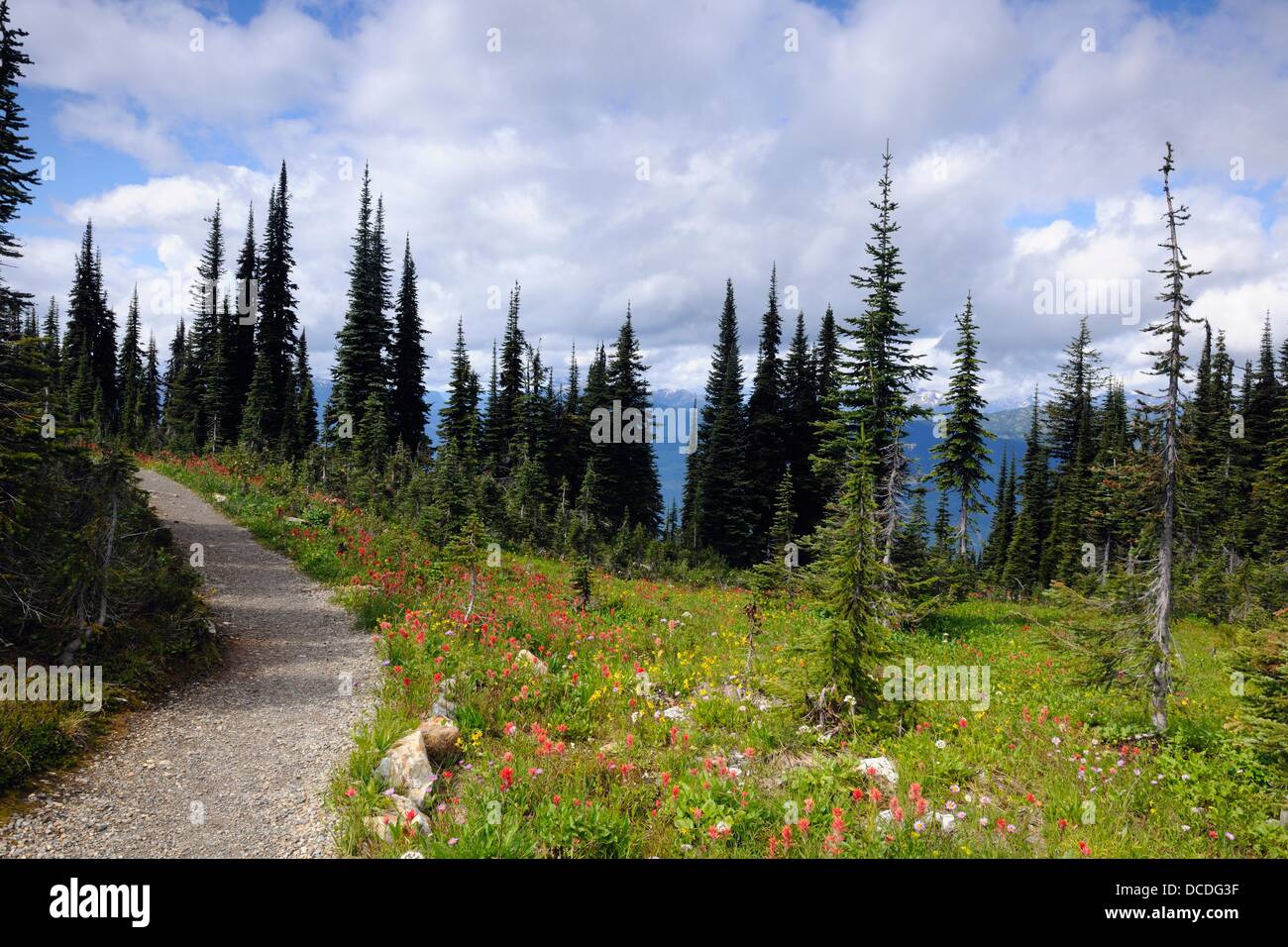 Alpine meadows with pathways, fir trees and wildflowers, Mount ...