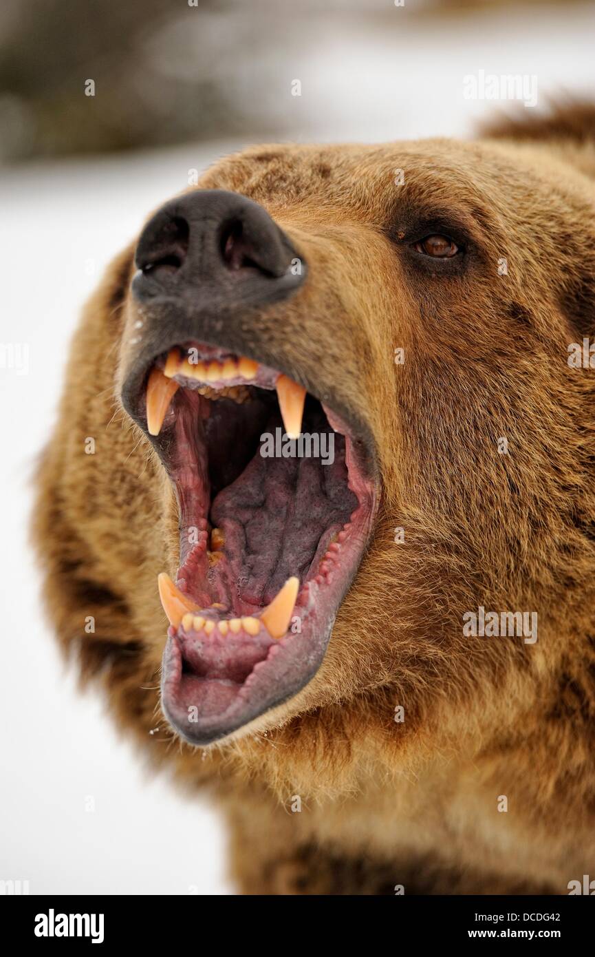 Grizzly Bear Ursus Captive Snarling High Resolution Stock Photography ...
