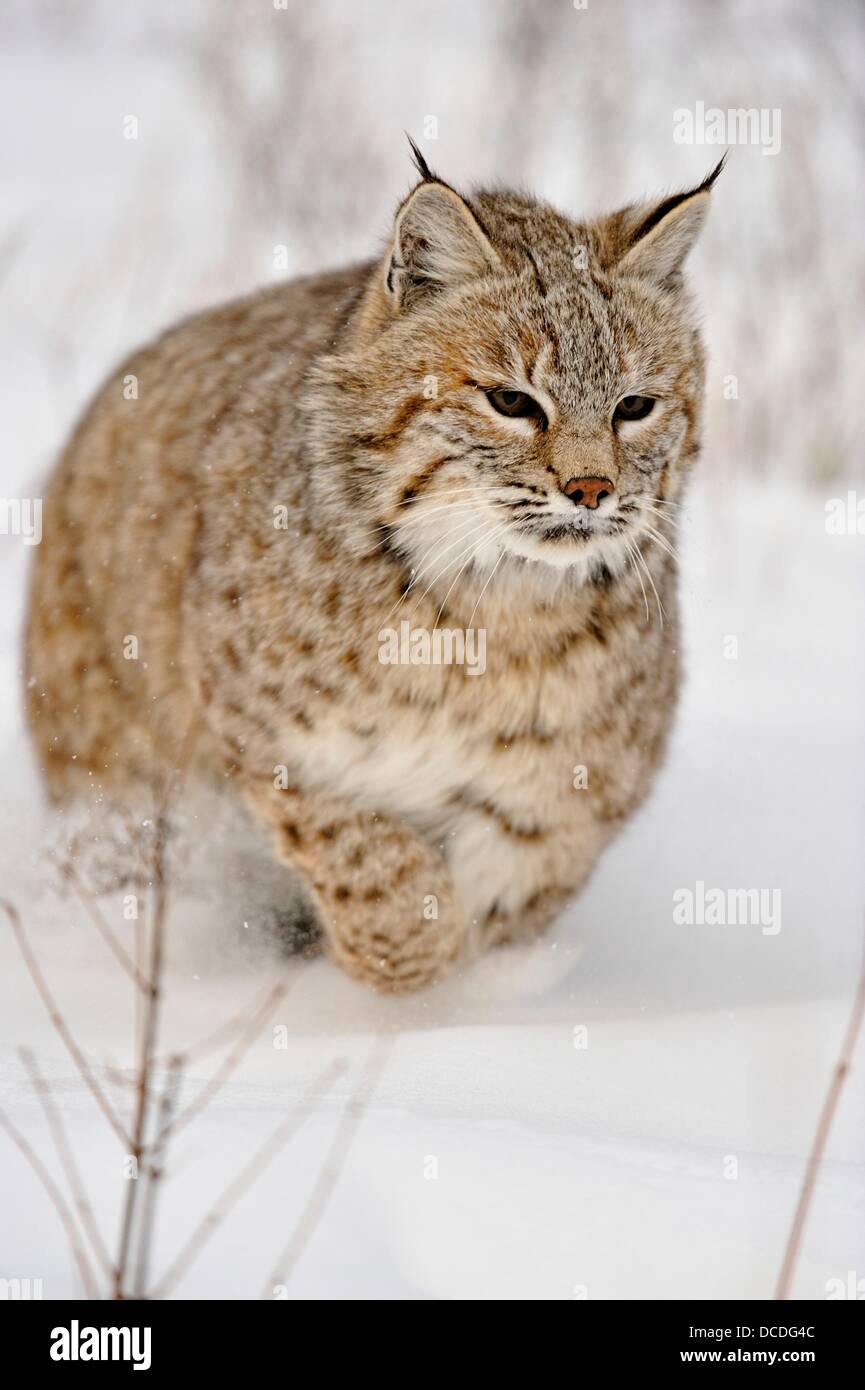 Alpine lynx hi-res stock photography and images - Alamy