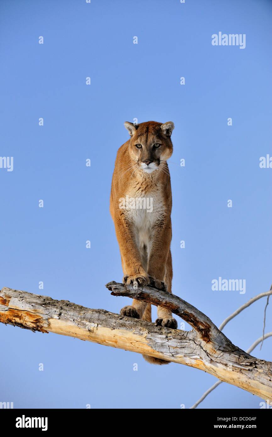 Puma climbing tree hi-res stock photography and images - Alamy