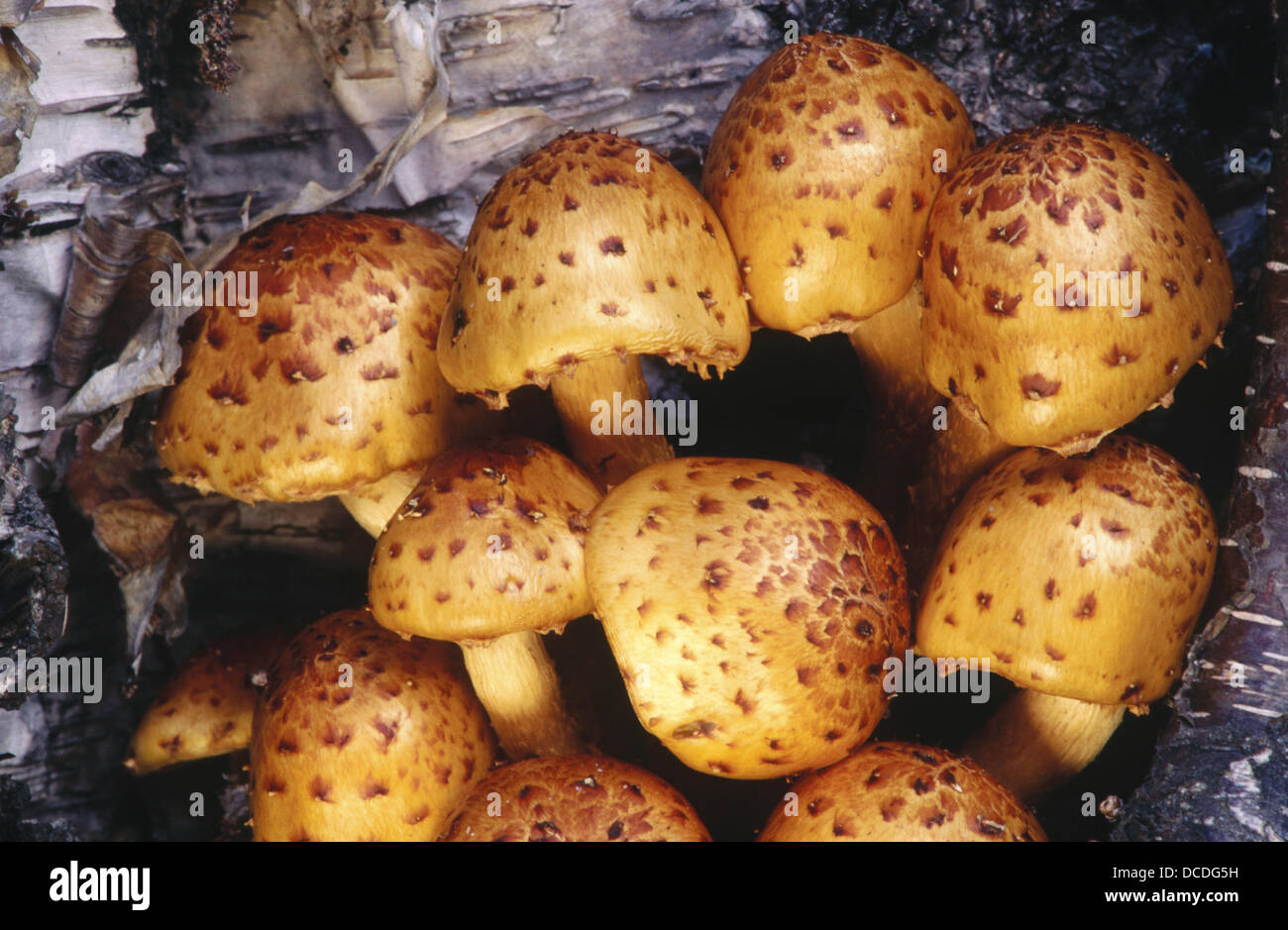 Scaly Cluster Fungus High Resolution Stock Photography and Images - Alamy