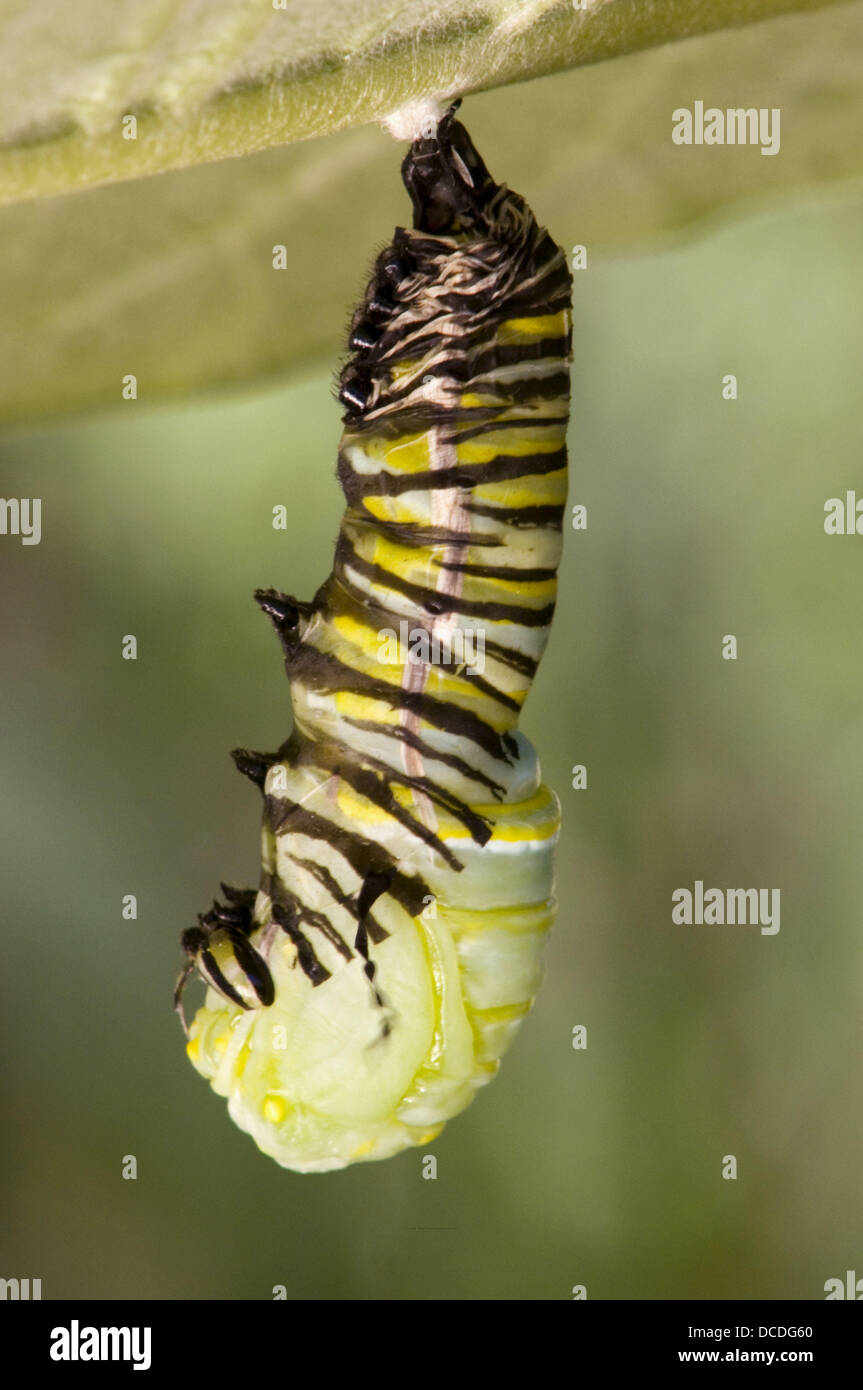 Caterpillar transforming into butterfly hi-res stock photography and ...
