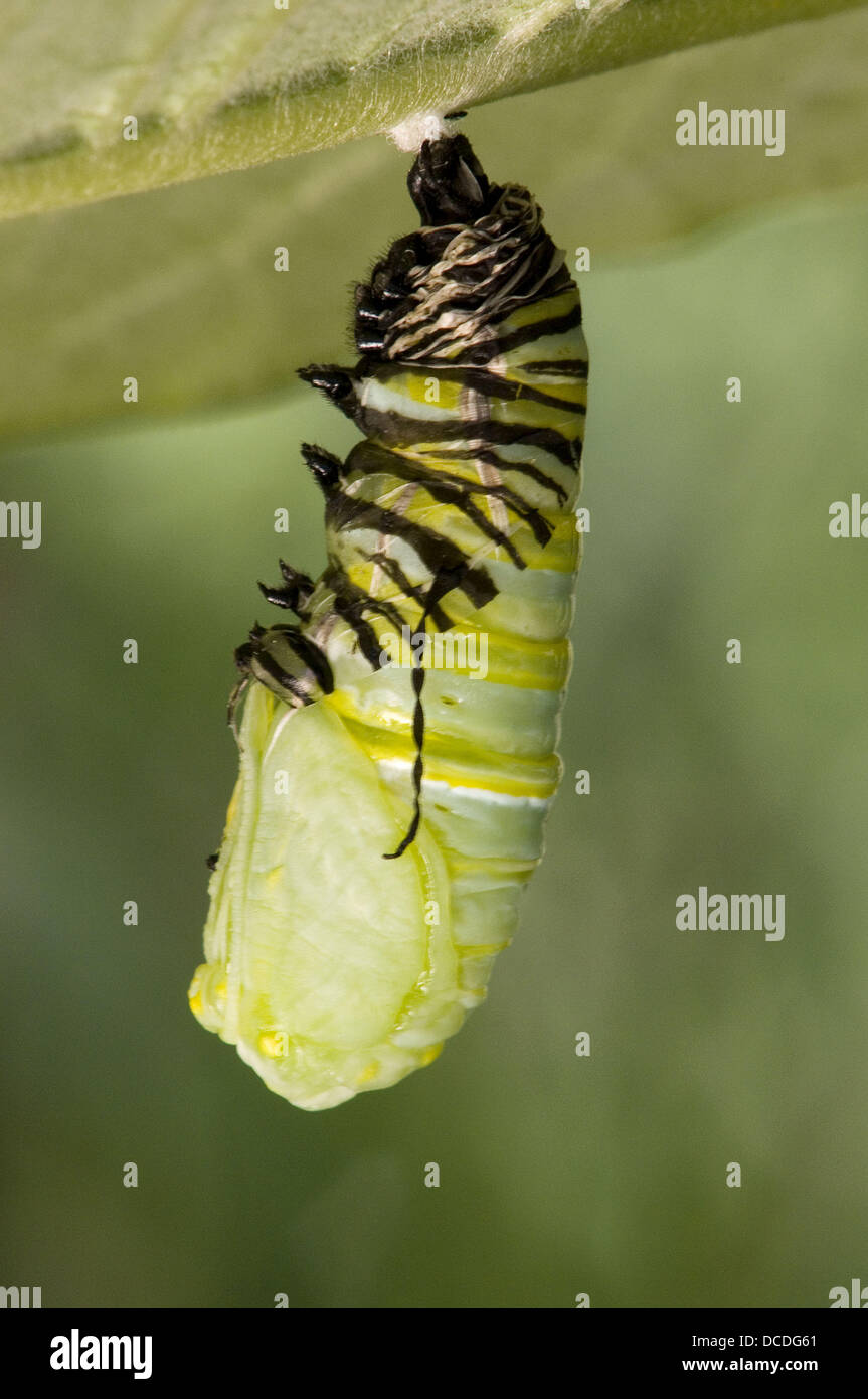 Monarch butterfly (Danaus plexippus), 5th instar larva transforming to ...