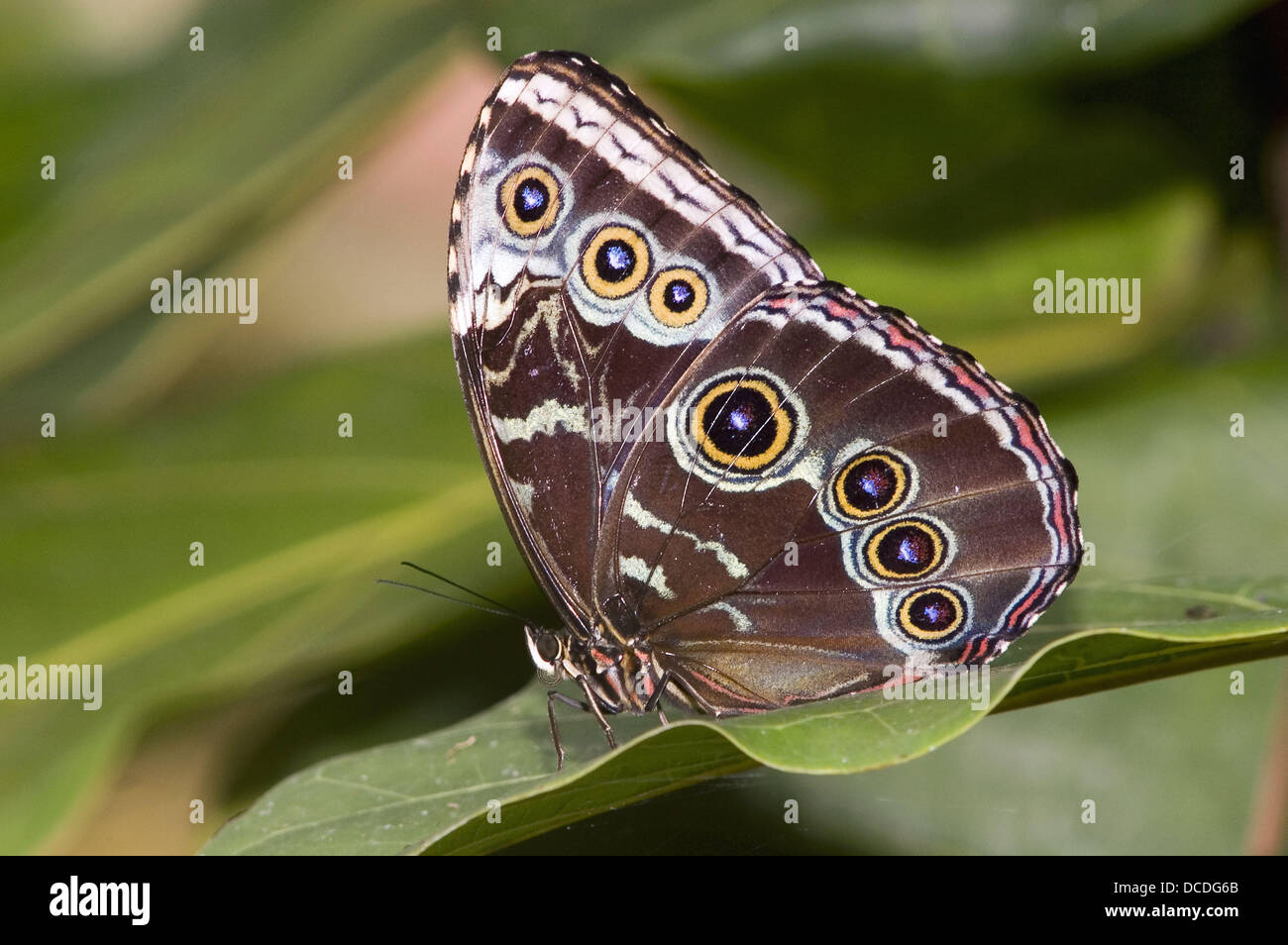 Victoria bc butterfly gardens hi-res stock photography and images - Alamy