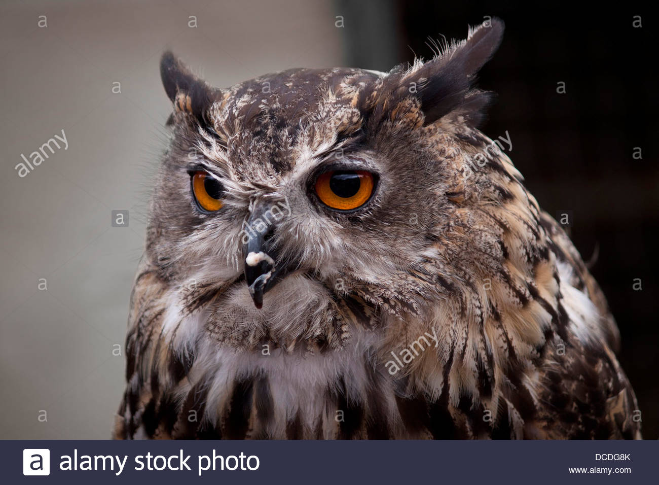 Glum Stock Photos & Glum Stock Images - Alamy