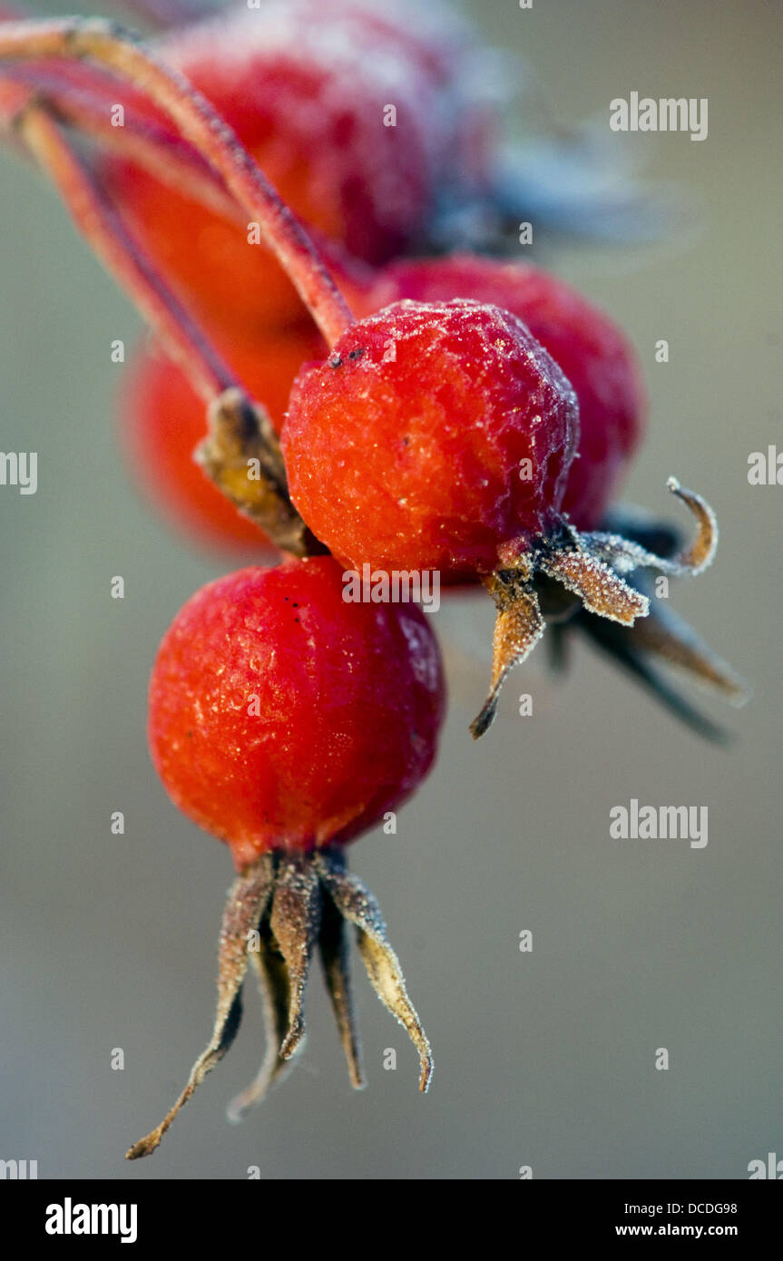 Rose rosa spp hi-res stock photography and images - Alamy