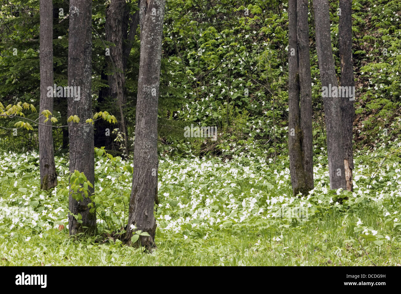 Maple tree trunks and large-flowered trilliums. Aux Sables Provincial ...