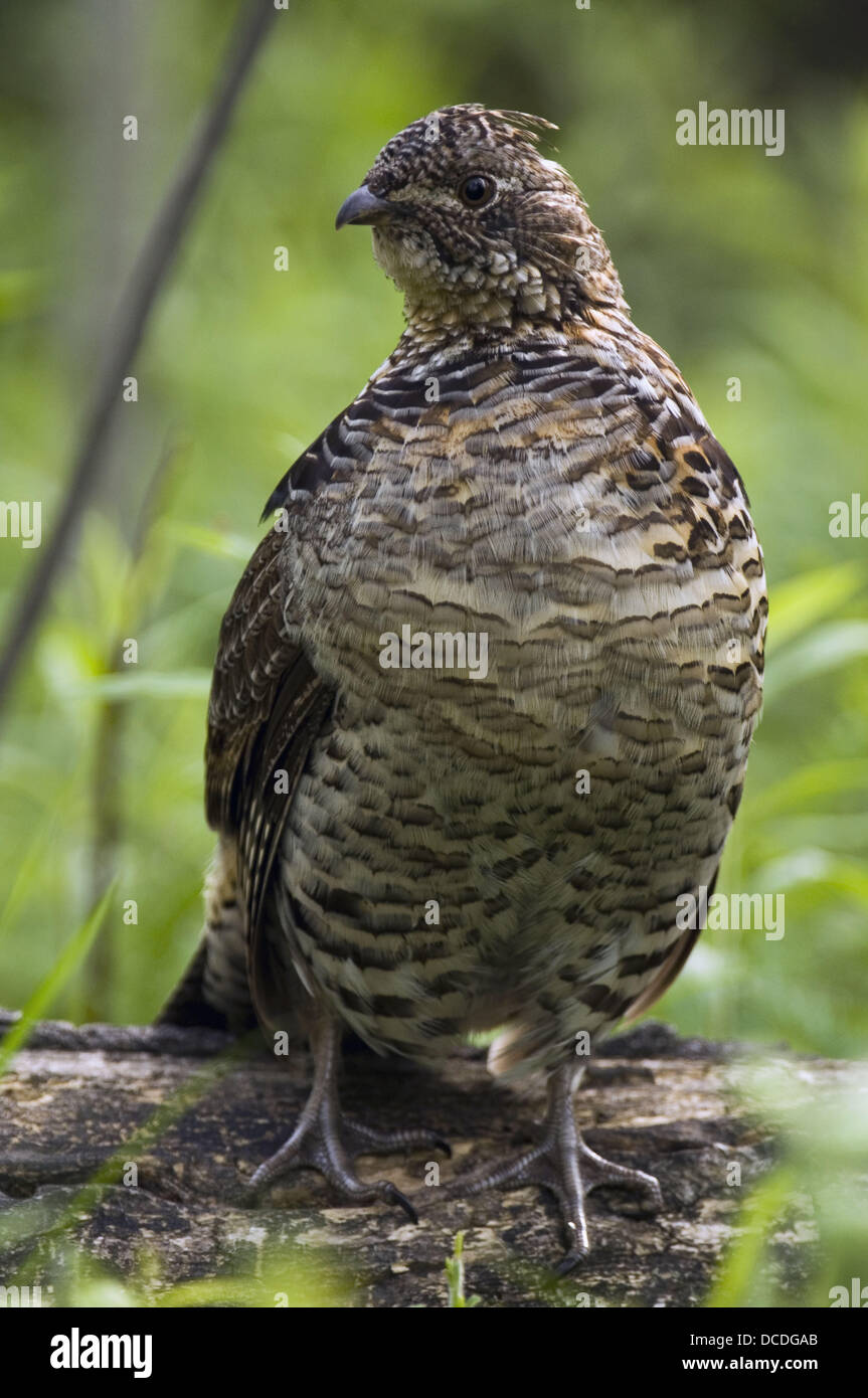 Male ruffed grouse on display hi-res stock photography and images - Alamy