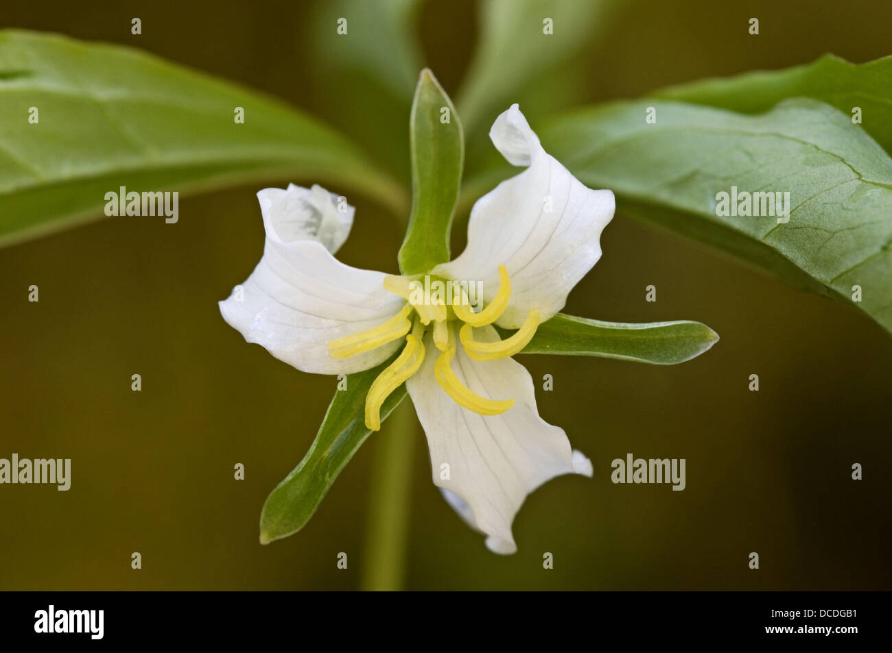 Trillium icon hi-res stock photography and images - Alamy