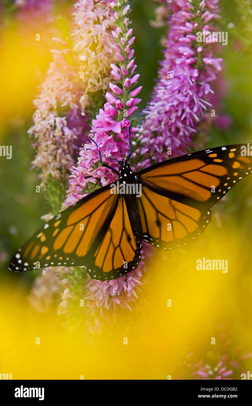 Insect plant interaction hi-res stock photography and images - Alamy
