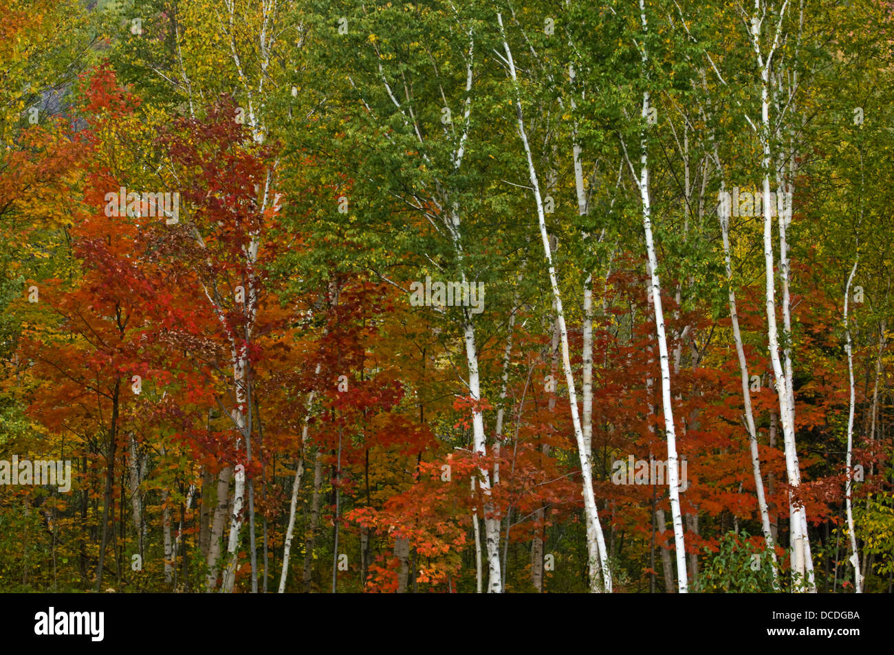 Mature maples ontario hi-res stock photography and images - Alamy