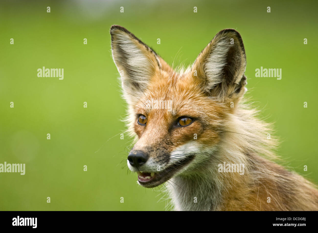 Summer pelage hi-res stock photography and images - Alamy