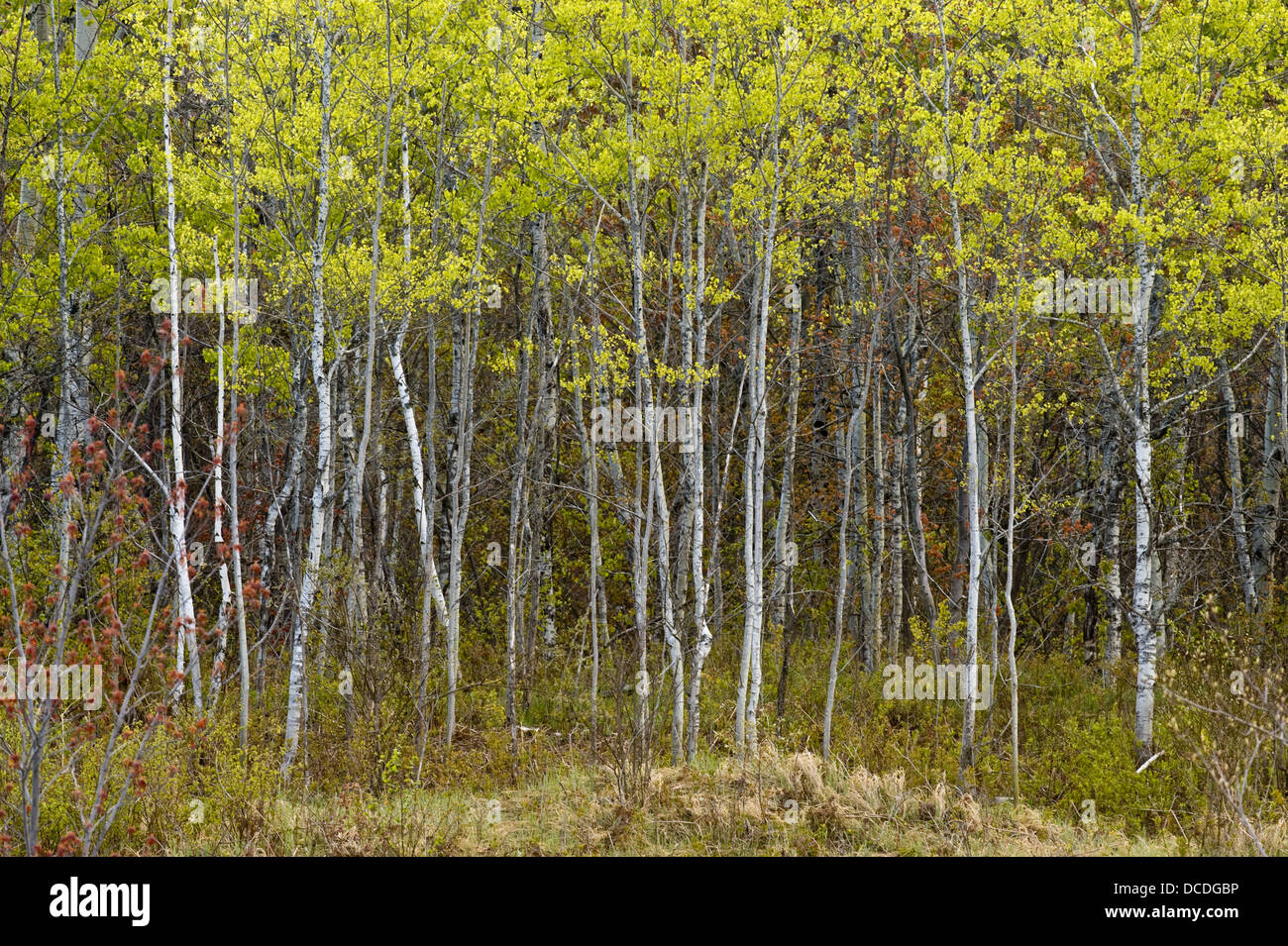 Young aspen trees with spring foliage Stock Photo - Alamy